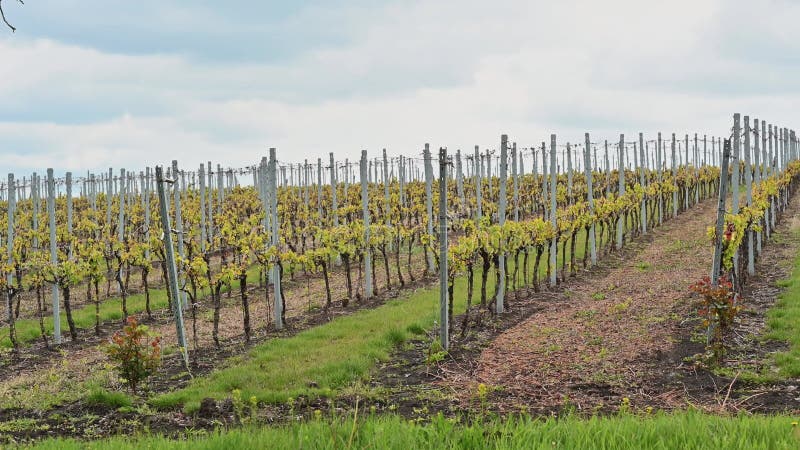 Clean and Beautiful Vineyard during Spring Time Stock Video - Video of ...