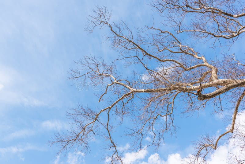 With Clean and Blue Sky,leafless Old Huge Plane Tree Stock Photo ...