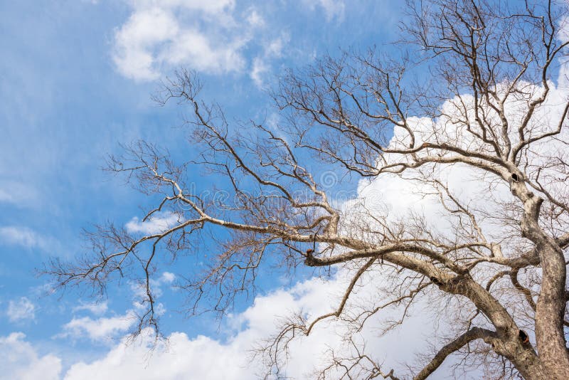 With Clean and Blue Sky,leafless Old Huge Plane Tree Stock Image ...