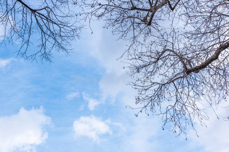 With Clean and Blue Sky,leafless Old Huge Plane Tree Stock Image ...