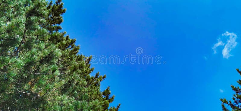 Clean and Blue Sky View from the Trees Stock Photo - Image of green ...