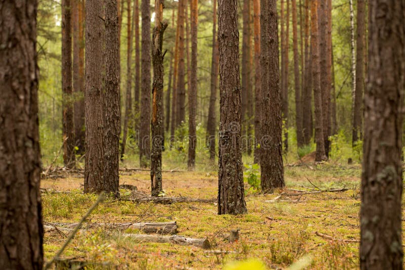 Clean and Bright Forest with Young Trees Stock Photo - Image of foliage ...