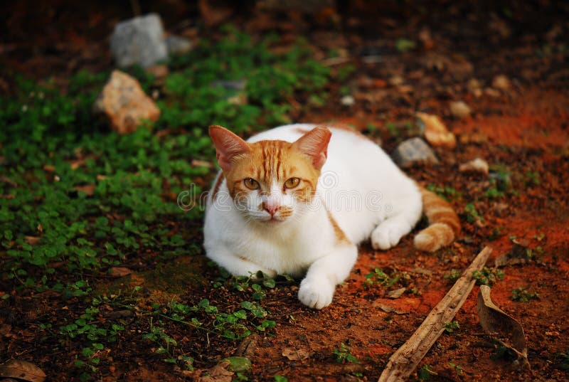 Clean Cat stock image. Image of curious, tomcat, soil - 17924375