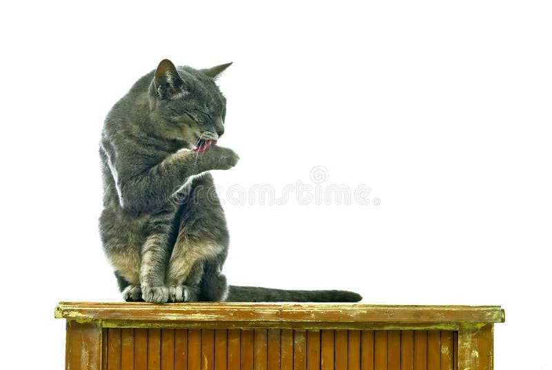 Clean cat stock image. Image of life, breed, beautiful - 4370463