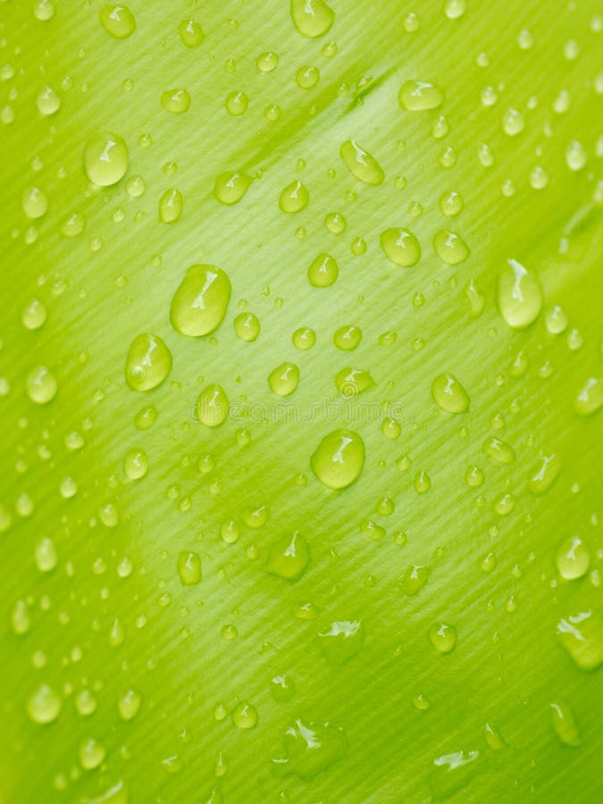 Clean, Close-up, Dew stock image. Image of raindrops - 109903533