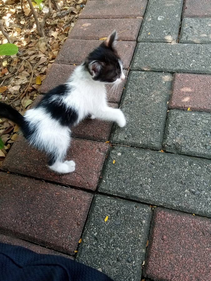 Clean and cute Kitten stock image. Image of flooring - 255688859