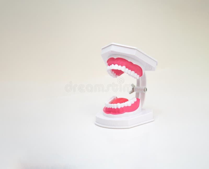 Clean Dental Model Showing Upper and Lower Teeth on a White Background ...