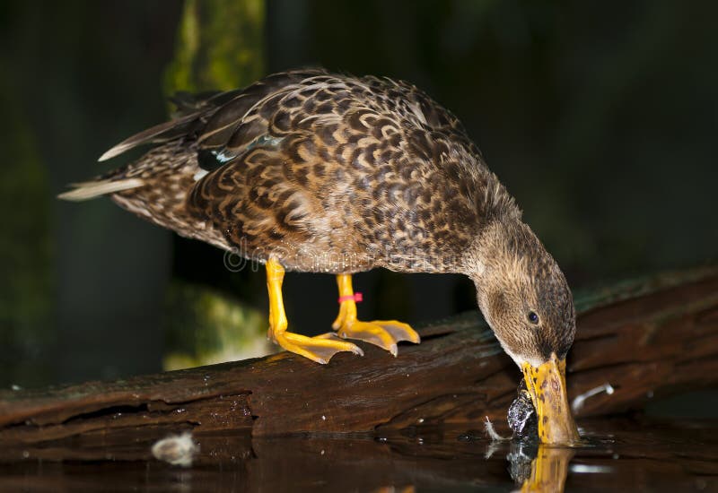 Clean Duck stock photo. Image of feather, animal, birdwatching - 22889622