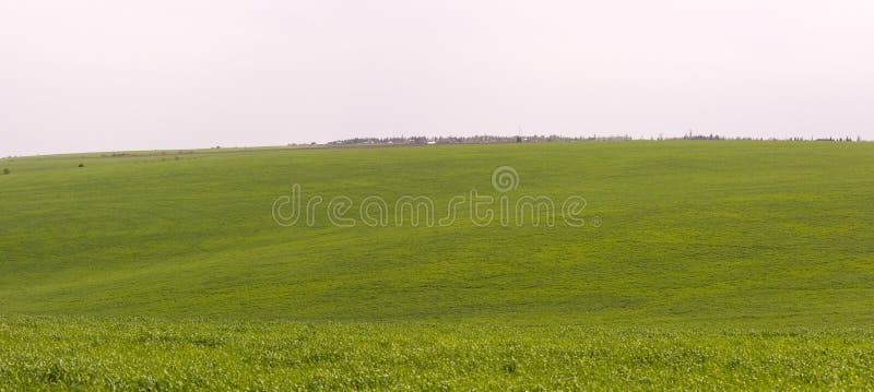 Clean flat green field stock photo. Image of natural - 264749036