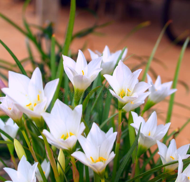 Clean flower 02 stock photo. Image of garden, blossom, velvet - 755352