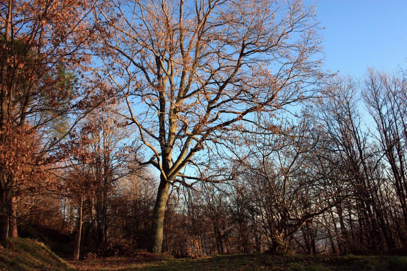 Clean Forest of Many Reddish and Bare Trees in the Autumn Season Stock ...