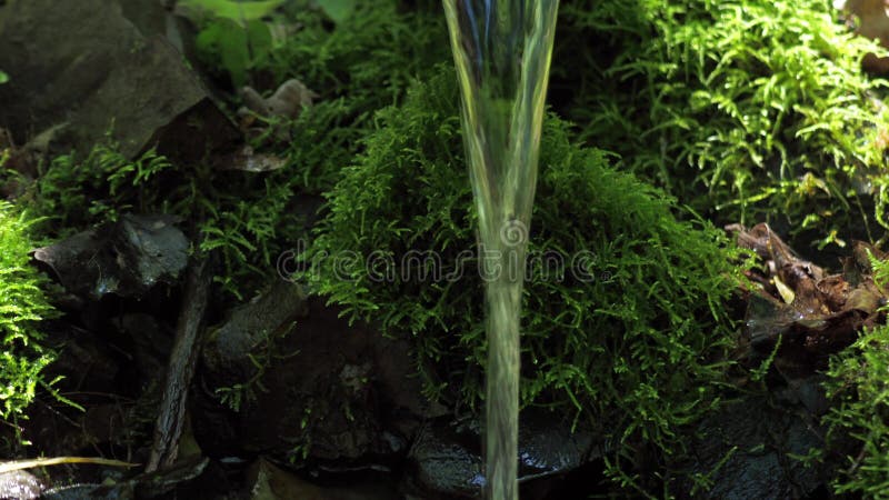 Spring Source in the Field. Concept of Drought and Climate Change Stock ...