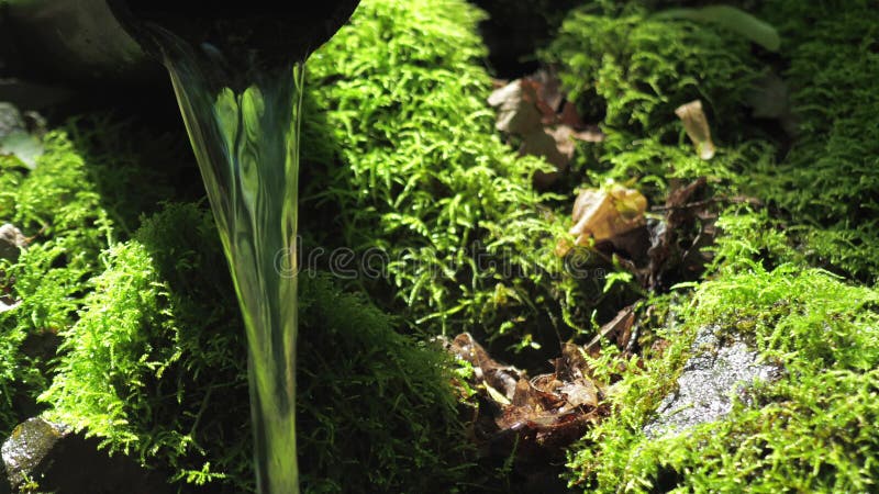Clean Forest Spring Source a Weak Calm Stream Falls from a Low Height ...