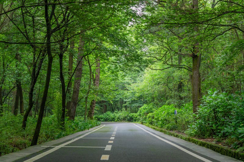 Straight road stock photo. Image of leaves, clean, park - 249262118