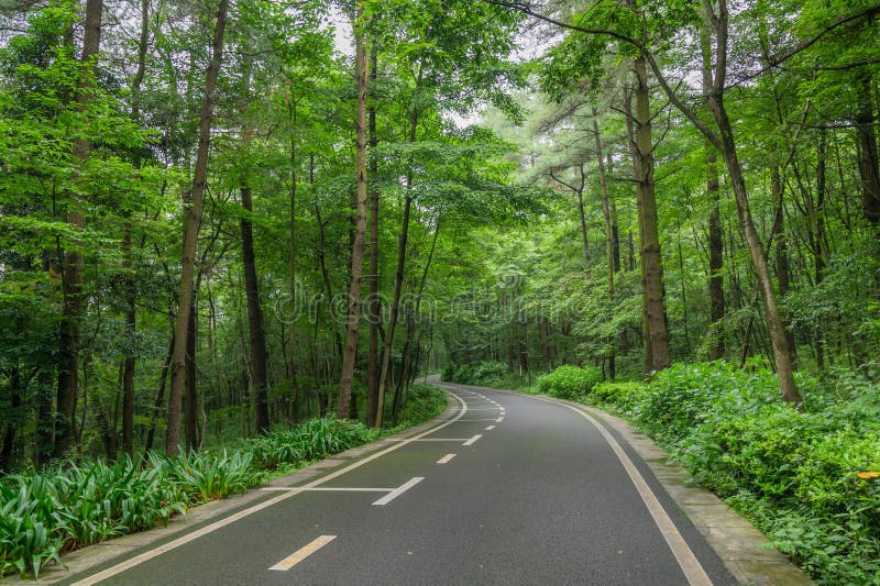 Forest Winding road stock image. Image of woods, travel - 249262159