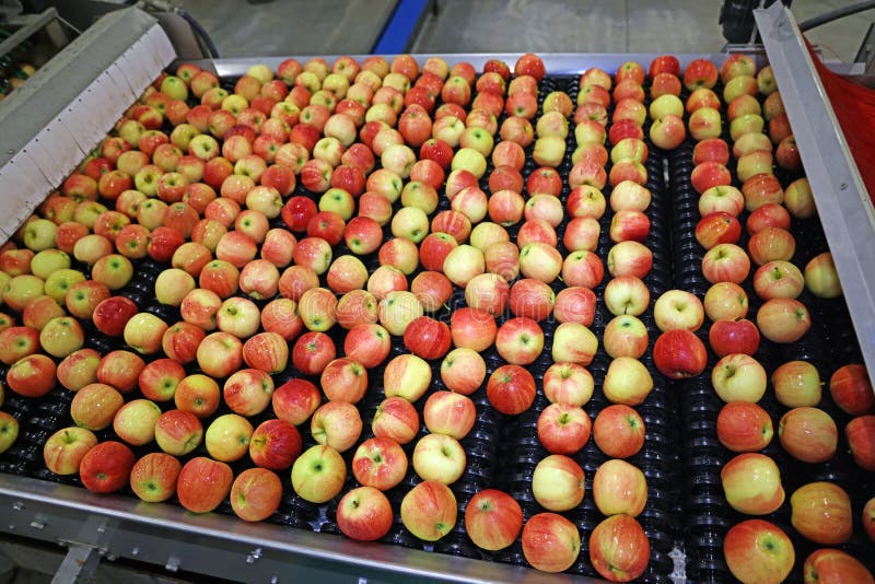 Clean Fresh Apples Moving on Conveyor in a Fruit Packing Warehouse ...