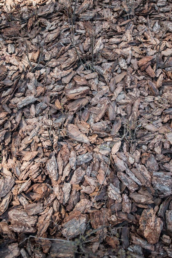 Clean, Fresh, Pine Bark Mulch Beautifully Illuminated by the Sun Stock ...