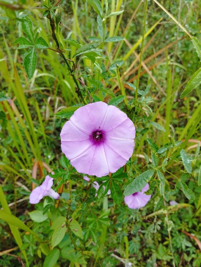 Clean and Fresh Purple Flowers Bloom in the Morning Stock Photo - Image ...
