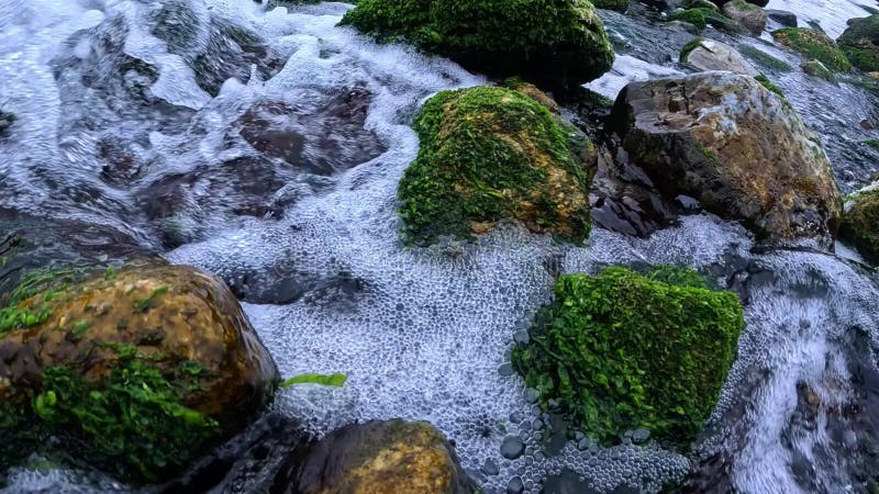 Clean Fresh Spring Water Flows Over Green Algae Enteromorpha Sp. Stones ...