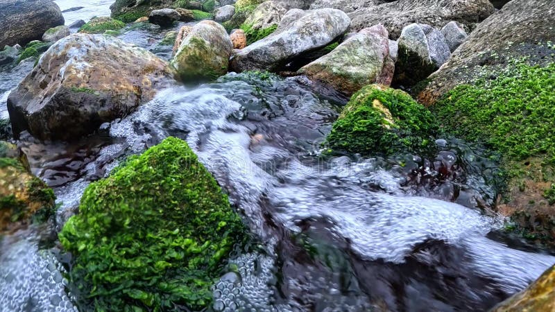 Clean Fresh Spring Water Flows Over Green Algae Enteromorpha Sp. Stones ...