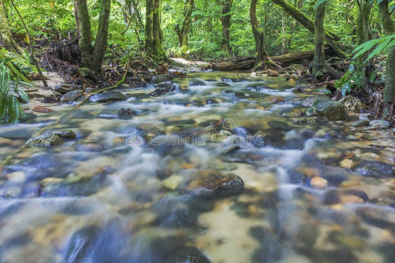 Clean and Fresh Stream in Tropical Rainforest. Stock Image - Image of ...