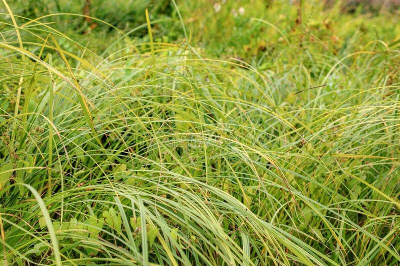 Clean grass background stock image. Image of color, convolvulus - 91333697