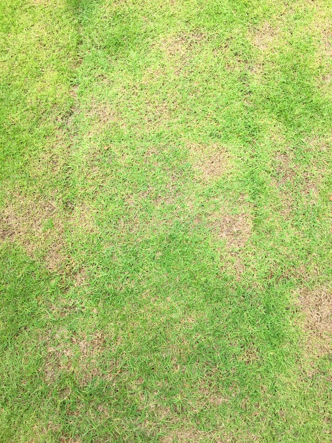 Clean grass ground stock image. Image of clean, view - 118577985