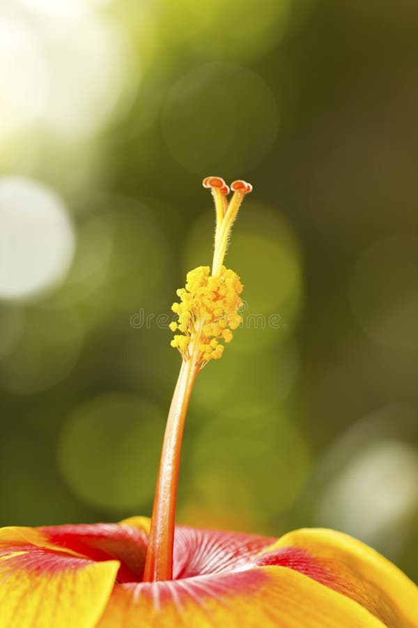 Clean and Green stock photo. Image of yellow, hawaii - 20677844