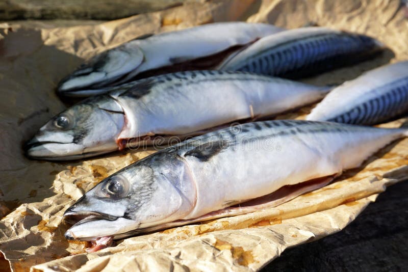 Clean and Gutted Mackerel Fish on a Paper Prepared for Cooking Stock ...