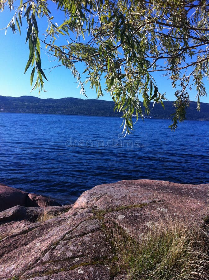 Clean Lake in Green Spring Summer Forest Stock Photo - Image of blue ...