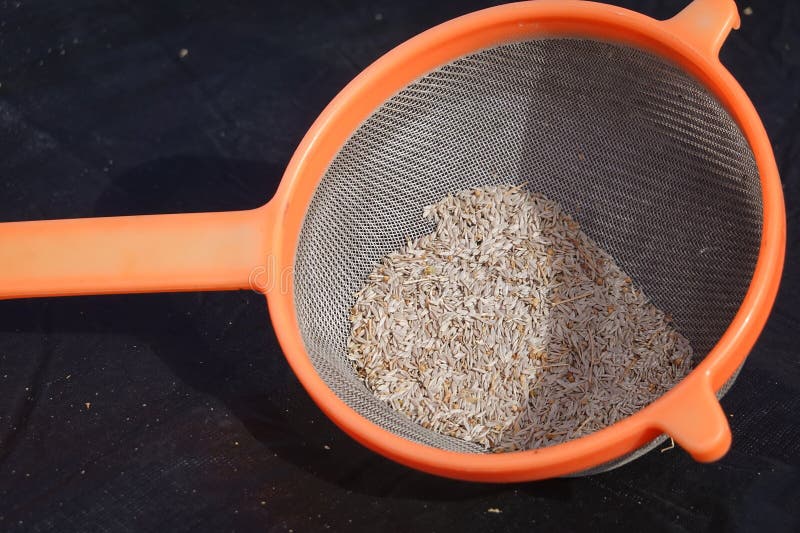 Clean Lettuce Seeds Ready for Storage, Remove Impurities from the ...