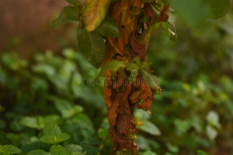 A Clean Look through the Stomp of a Shrub Stock Photo - Image of forest ...