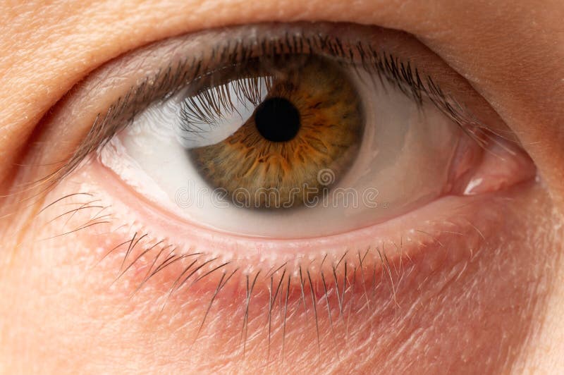 Clean open human eye stock photo. Image of structure - 257325836