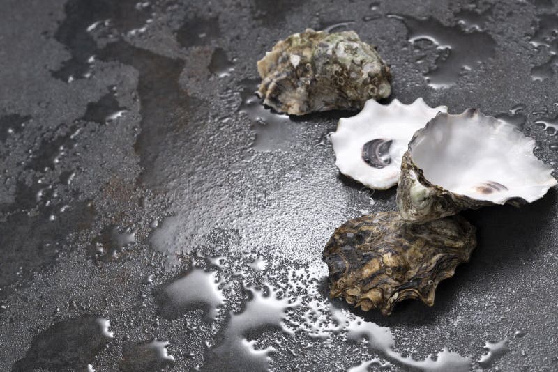 Clean Oysters Shells on the Wet Grey Stone Surface.Free Space for ...