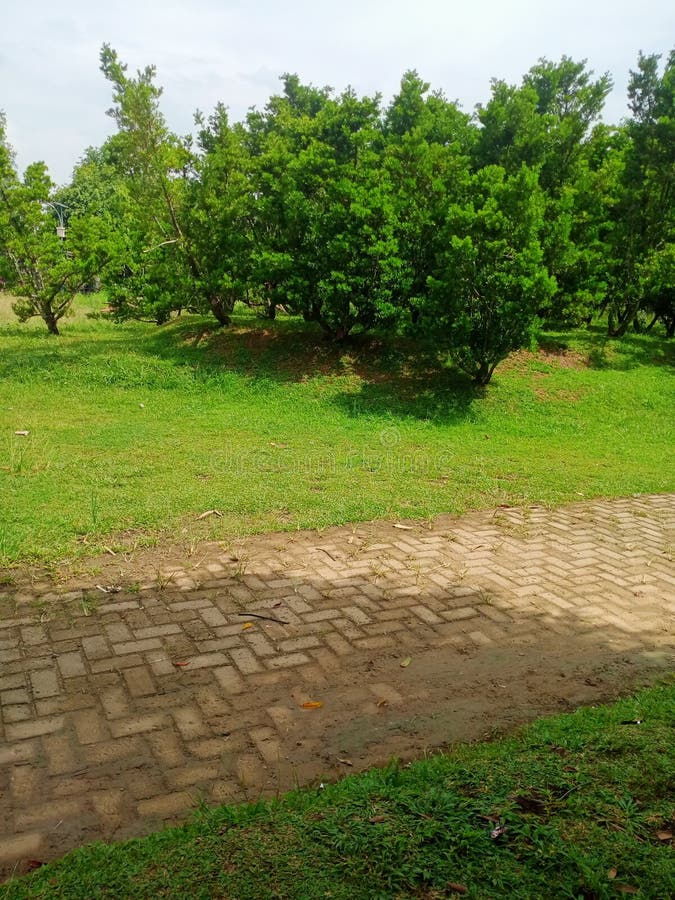 Clean Park with Green Trees? Stock Image - Image of green, natural ...