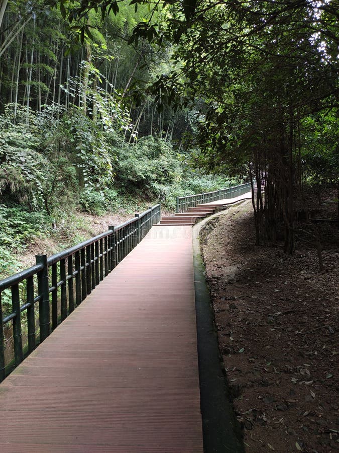 A Clean Path in the Bamboo Forest Stock Image - Image of forest ...