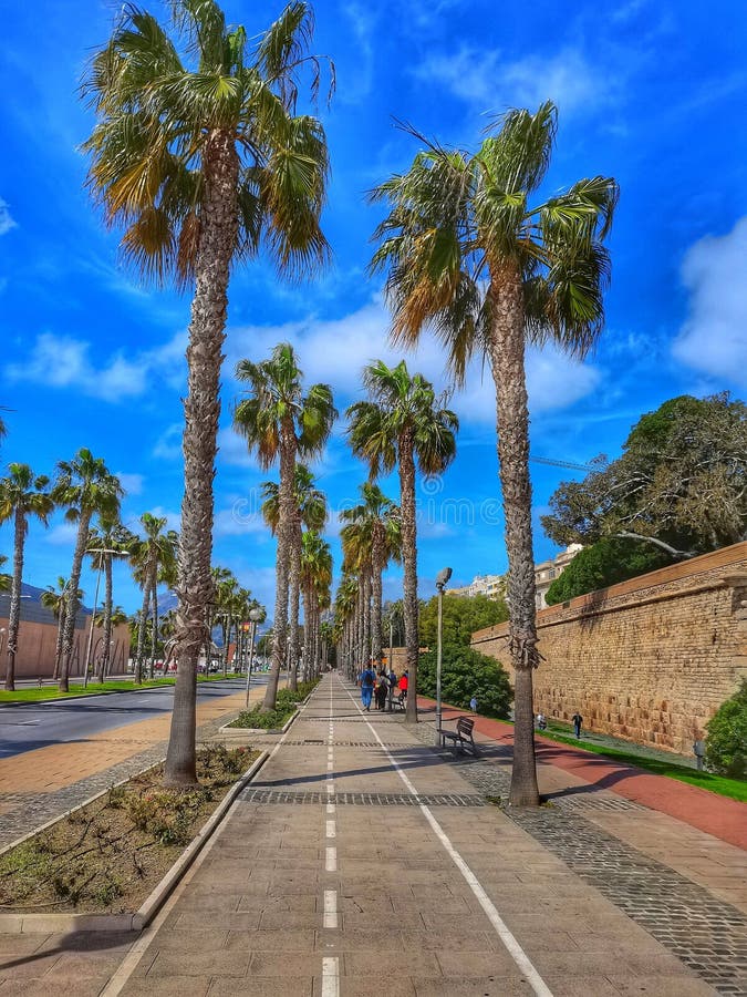 Clean Path Road between Palms Under Blue Cloudy Sky Stock Image - Image ...