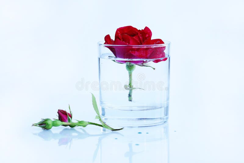 Clean, Pure, Clear Water and a Red Rose Stock Image - Image of healthy ...