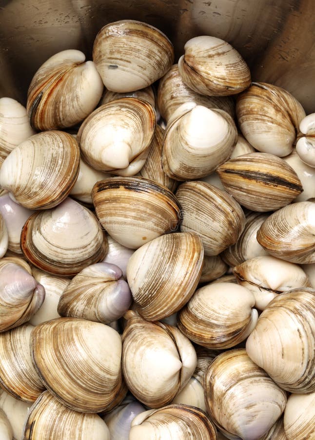 Clean raw clams stock photo. Image of close, menu, clams - 124944630