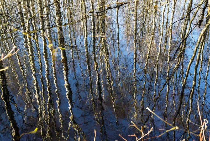 Clean Reflection in the Water of Trees in a Forest Lake Stock Photo ...