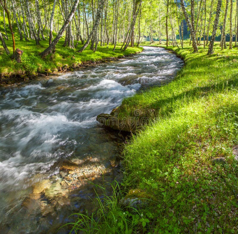 Clean River Flows in the Fores Stock Photo - Image of landscape ...