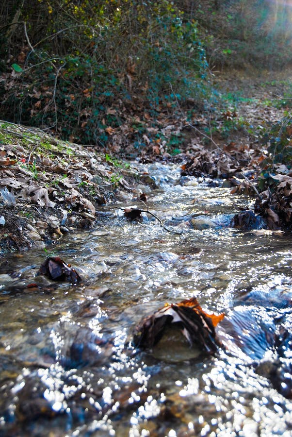 Clean river in forest stock photo. Image of lush, creek - 82309080