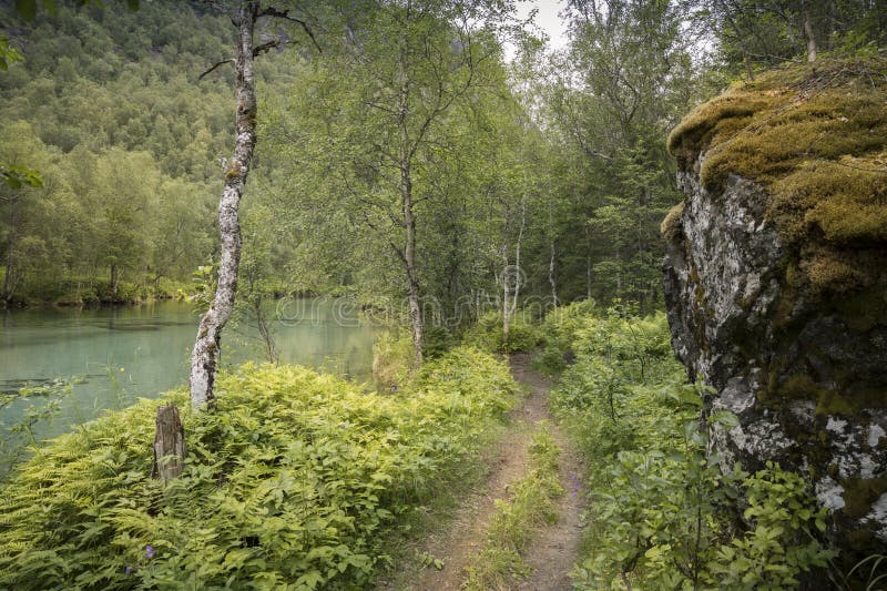 Clean river in Rago NP stock image. Image of branch - 303752295