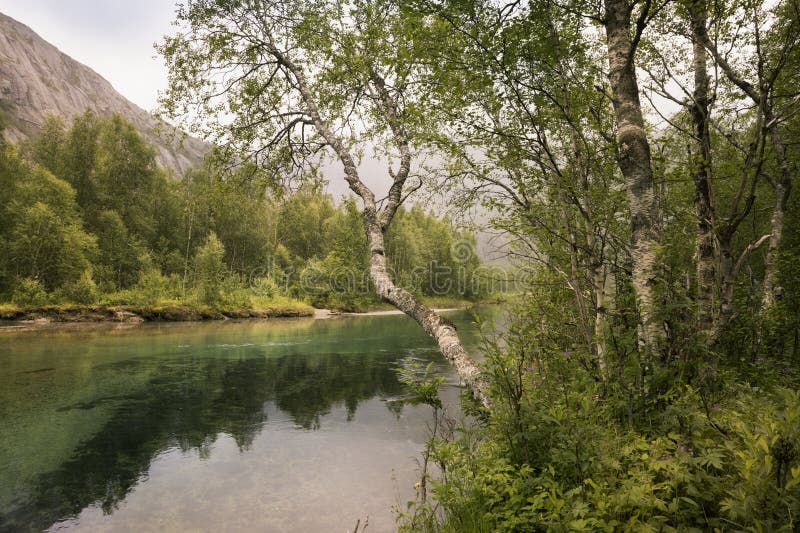 Clean river in Rago NP stock image. Image of landscape - 303752553