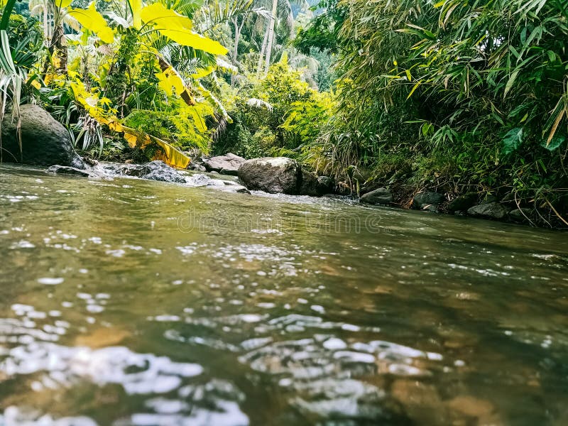 The Clean River in Rainforest Amazing Stock Photo - Image of forest ...