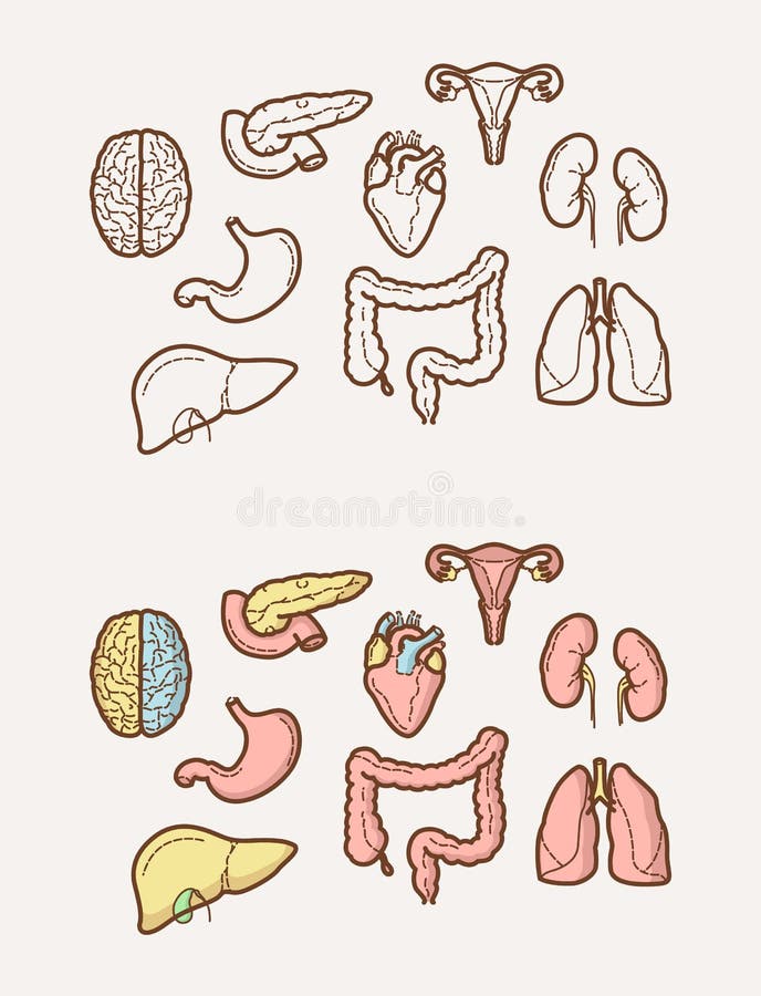 Clean and Sharp Outline Icons about Human Anatomy Stock Vector ...