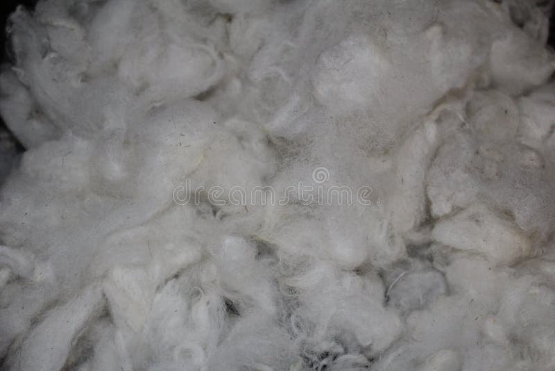 Clean sheep wool stock photo. Image of skirted, farm - 84081564