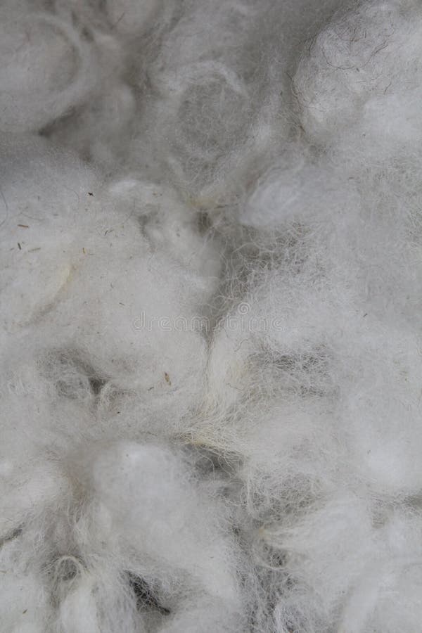 Clean sheep wool stock photo. Image of skirted, farm - 84081564