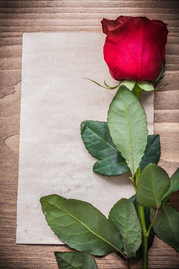 Clean Sheet of Paper with Red Rose Holiday Concept Stock Photo - Image ...