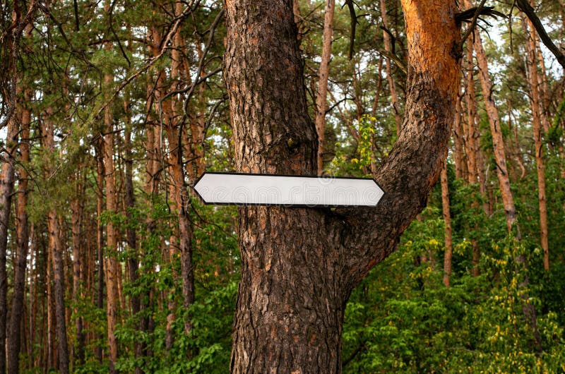 Clean signpost, on a tree stock photo. Image of advertisement - 270786780